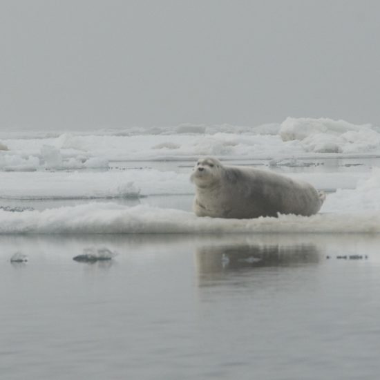 Bearded Seal - NAMMCO